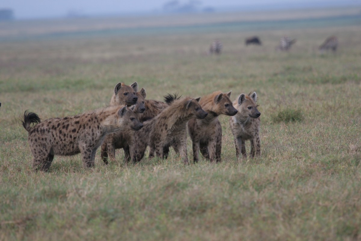 Culling hyenas to save horses – Dr Lysanne Snijders