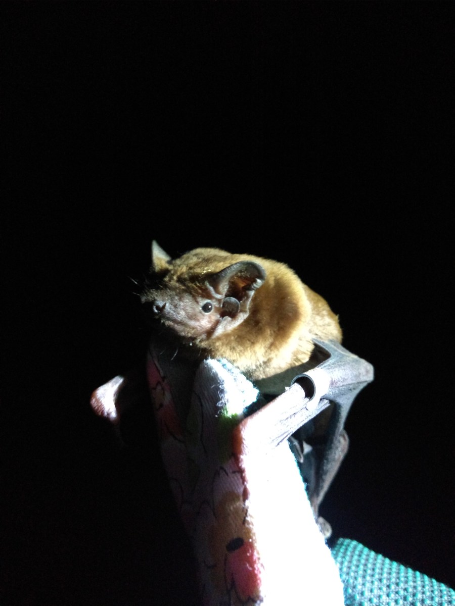 Bats, turtles and rowan trees – Dr Lysanne Snijders