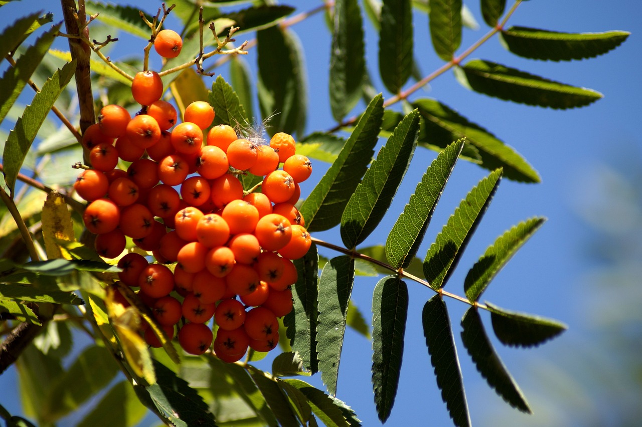 Bats, turtles and rowan trees – Dr Lysanne Snijders